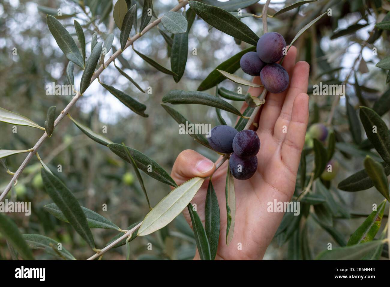 A hand holds fresh purple olives, a Greek food staple. Greek Olive ...