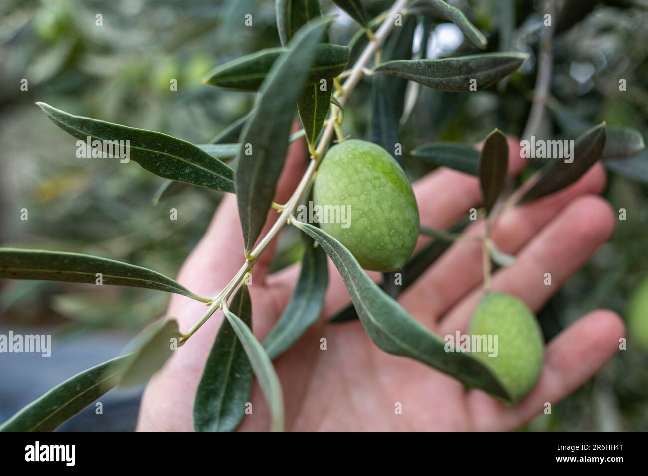 Hand holding olive branch hi-res stock photography and images - Alamy