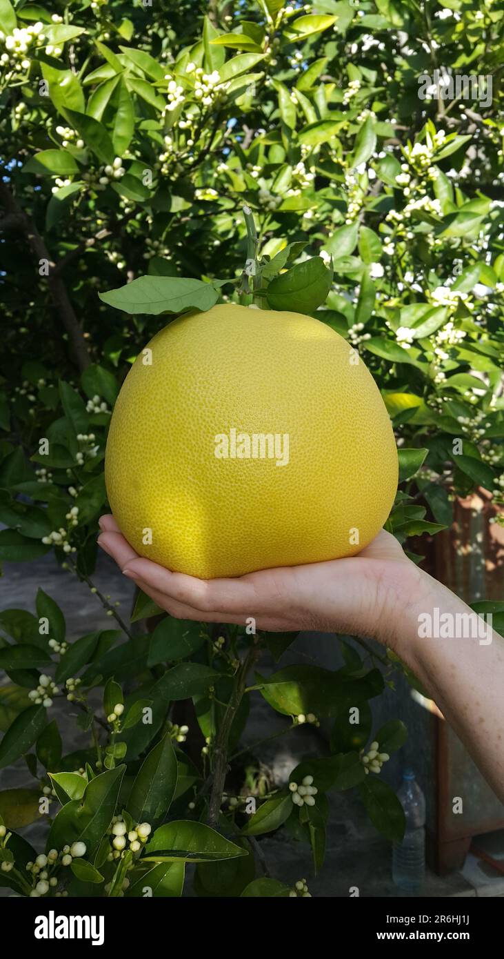 Pummelo or Shaddock (Citrus maxima Merr.) natural (non-hybrid) citrus ...