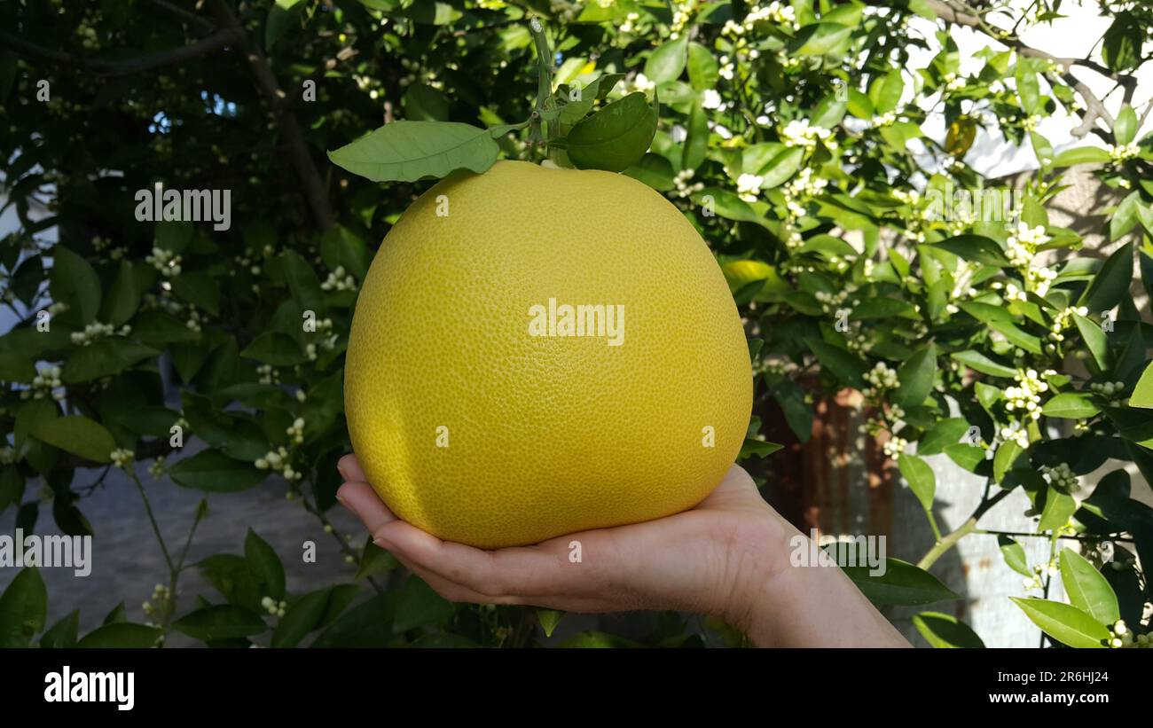 Pummelo or Shaddock (Citrus maxima Merr.) natural (non-hybrid) citrus ...