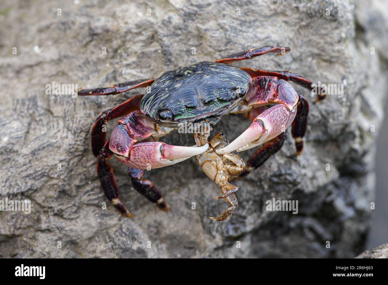 Pachygrapsus crassipes cannibalizing a juvenile crab of the same ...