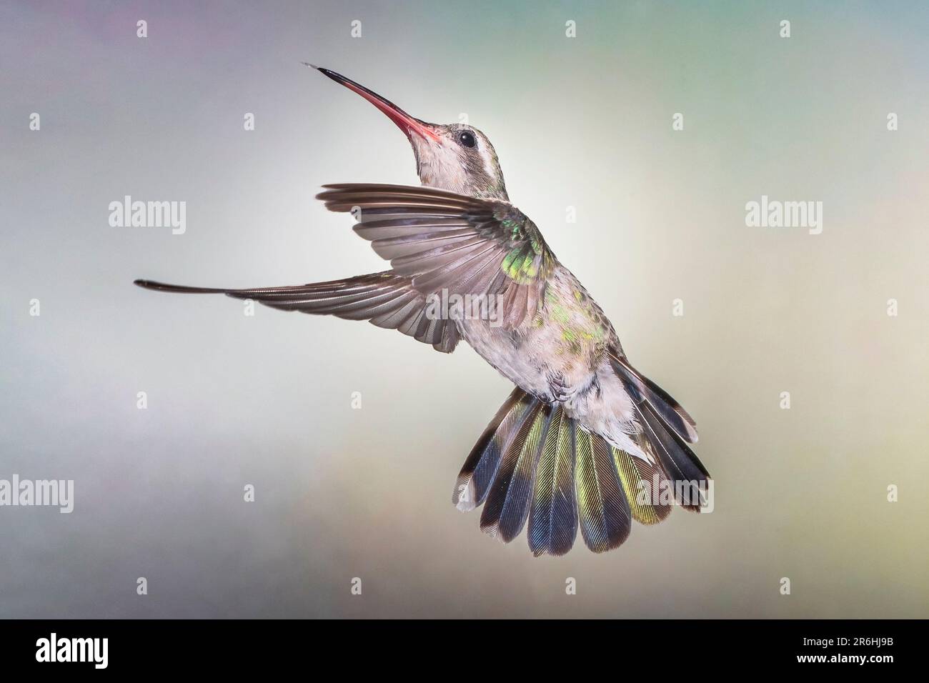 Colorful, iridescent Hummingbird hovering, flying, motion frozen in mid ...