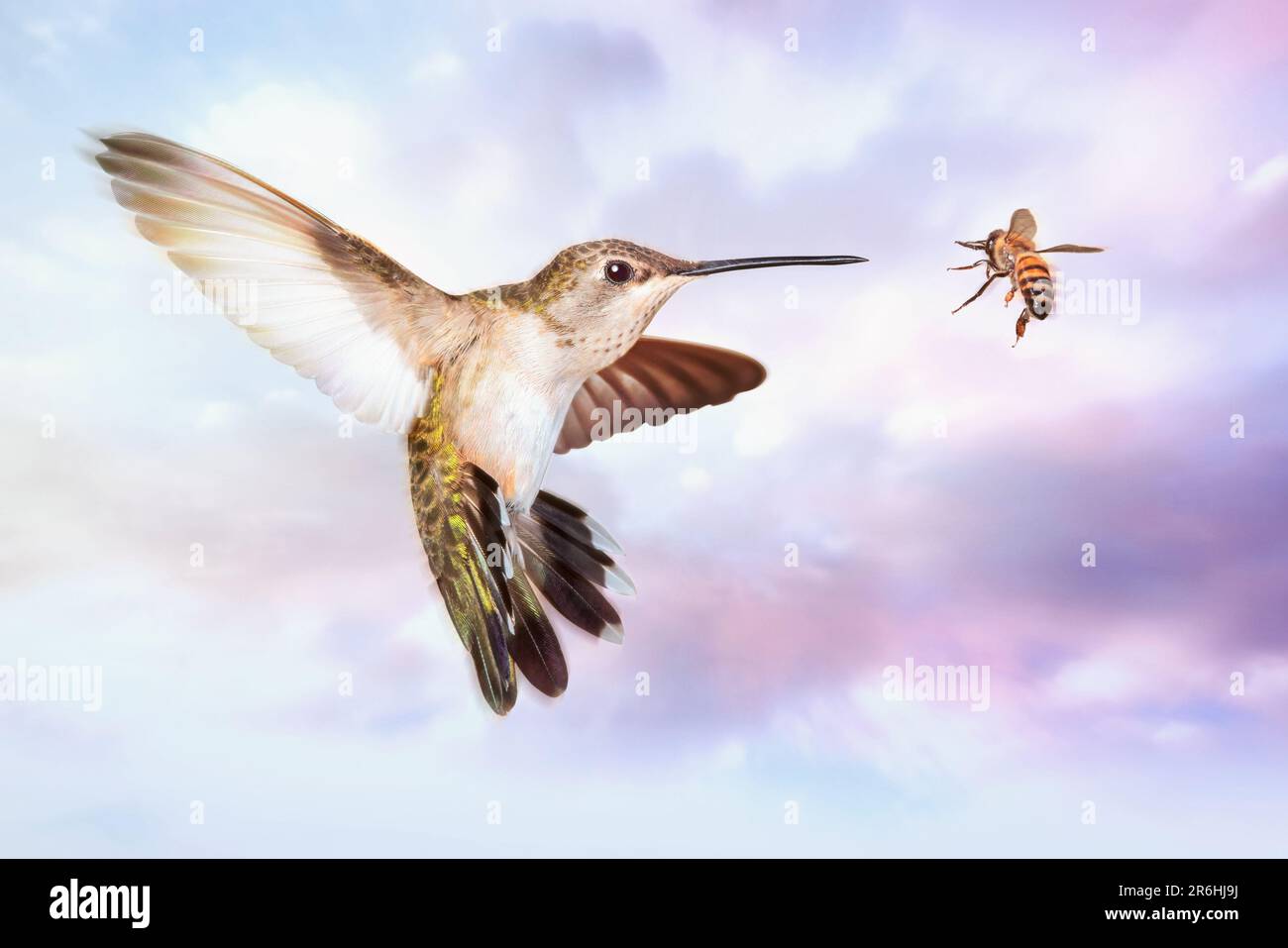 Bee hummingbird hi-res stock photography and images - Alamy