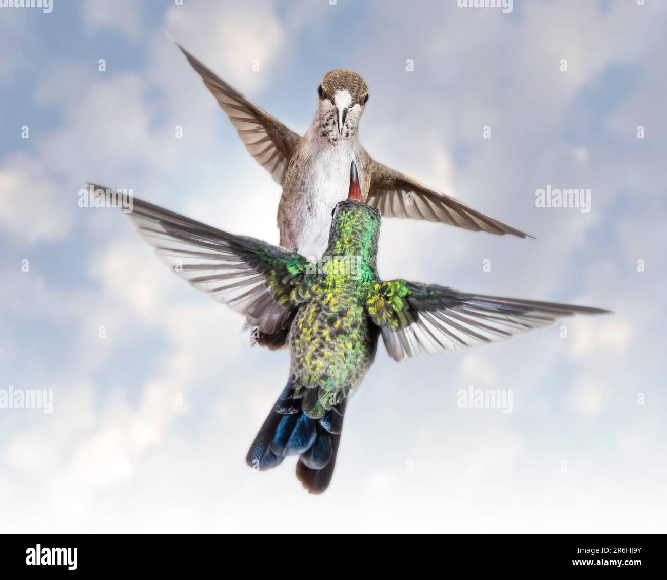 Two costa's hummingbirds hover, face off in mid air with a background ...