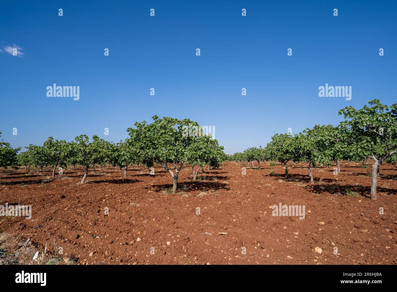 Pistachio tree in an earthen field at daytime Stock Photo - Alamy