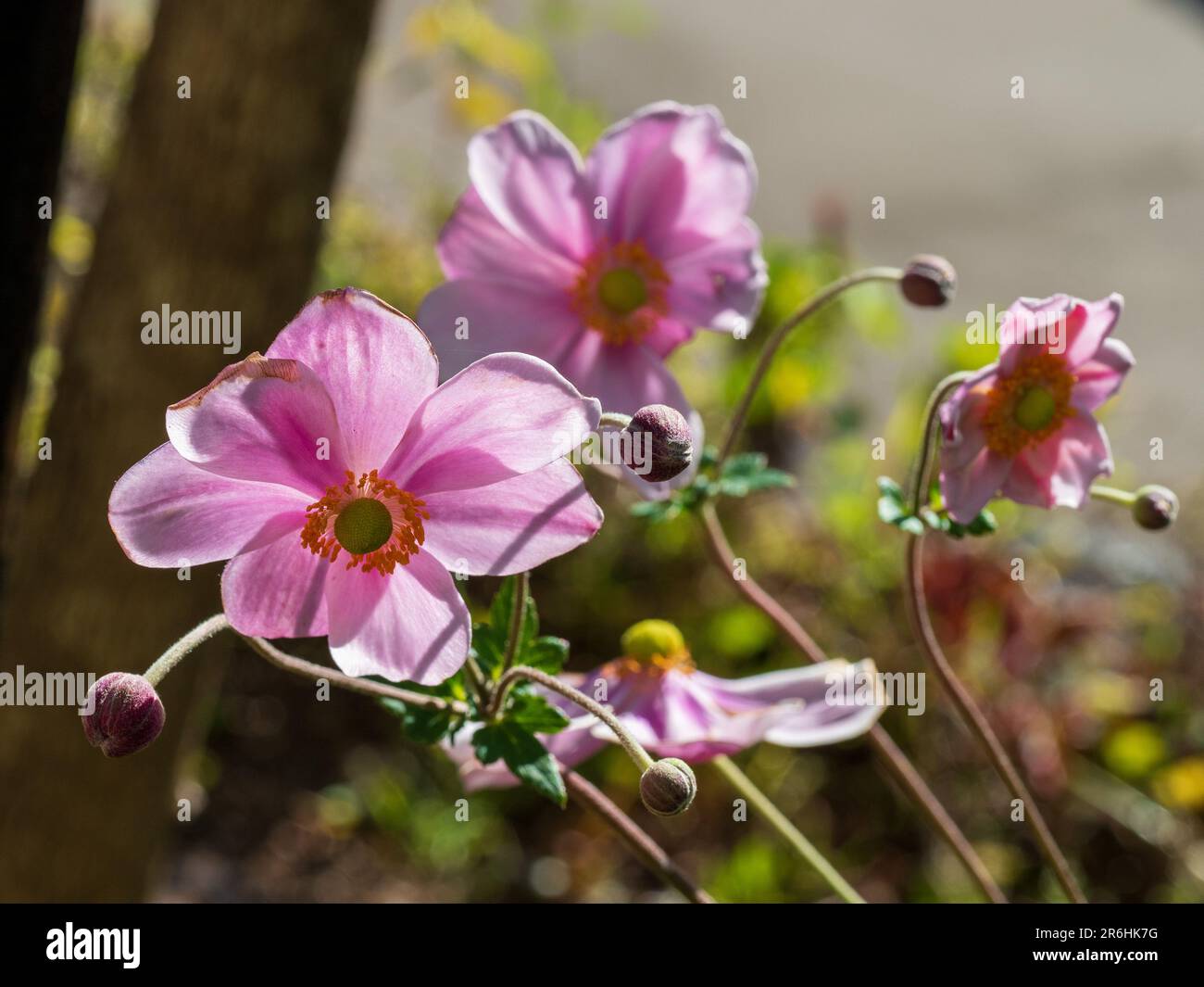 Sun shining through Willowy stemmed pink Japanese Windflowers ...