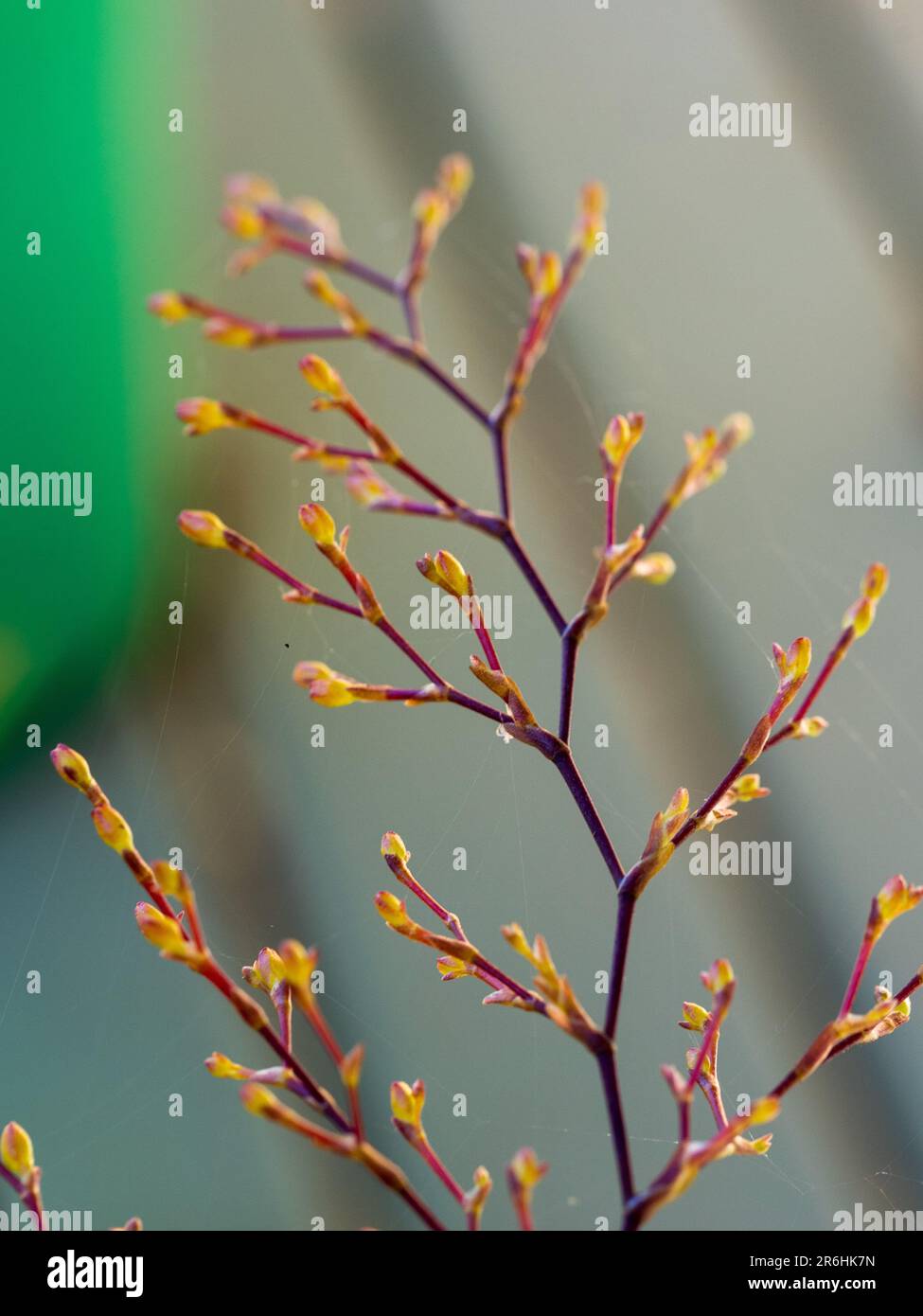 A stem of orchid flower bud, Oncidium, dark purple stems with yellow ...