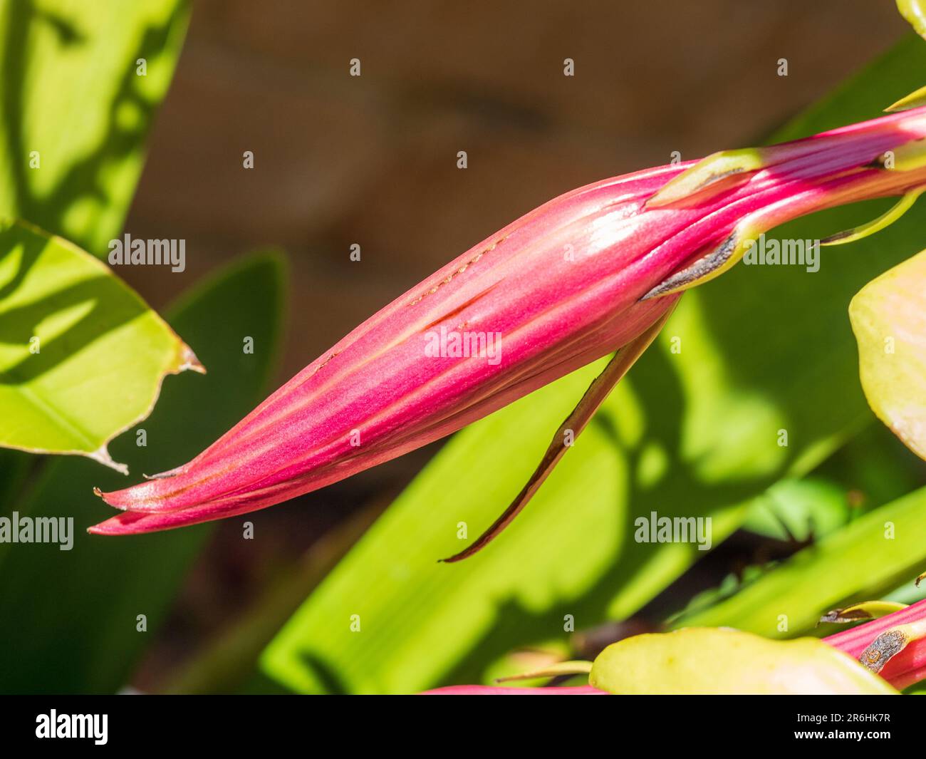 Fern leaf cactus, Marniera Cysocardium Heart of Gold, crimson pink bud ...