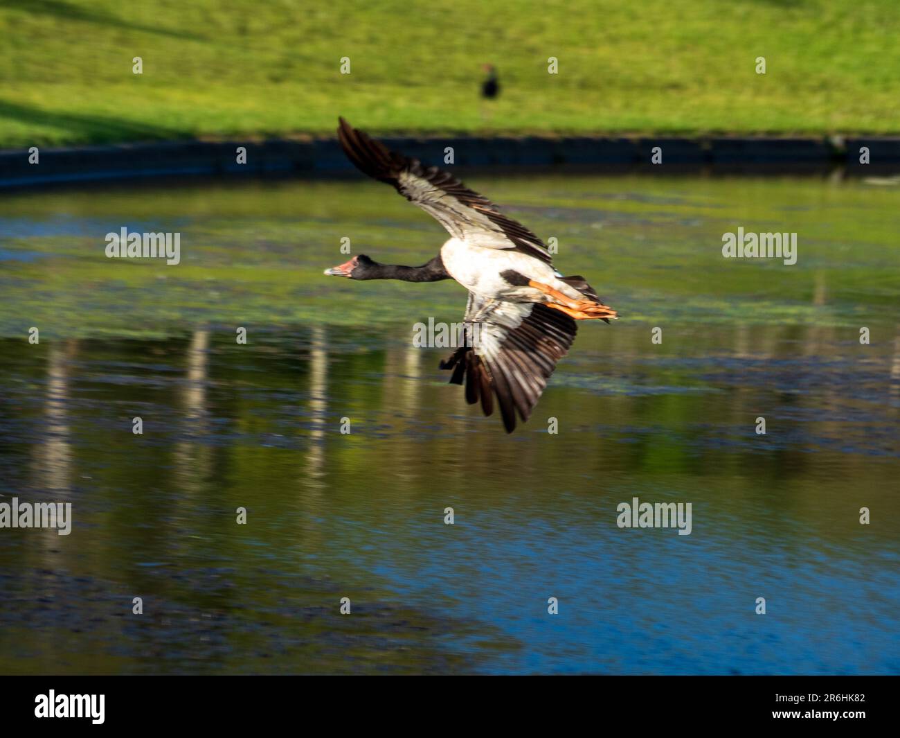 A Magpie goose inflight over shiny blue and green lake water, wings ...