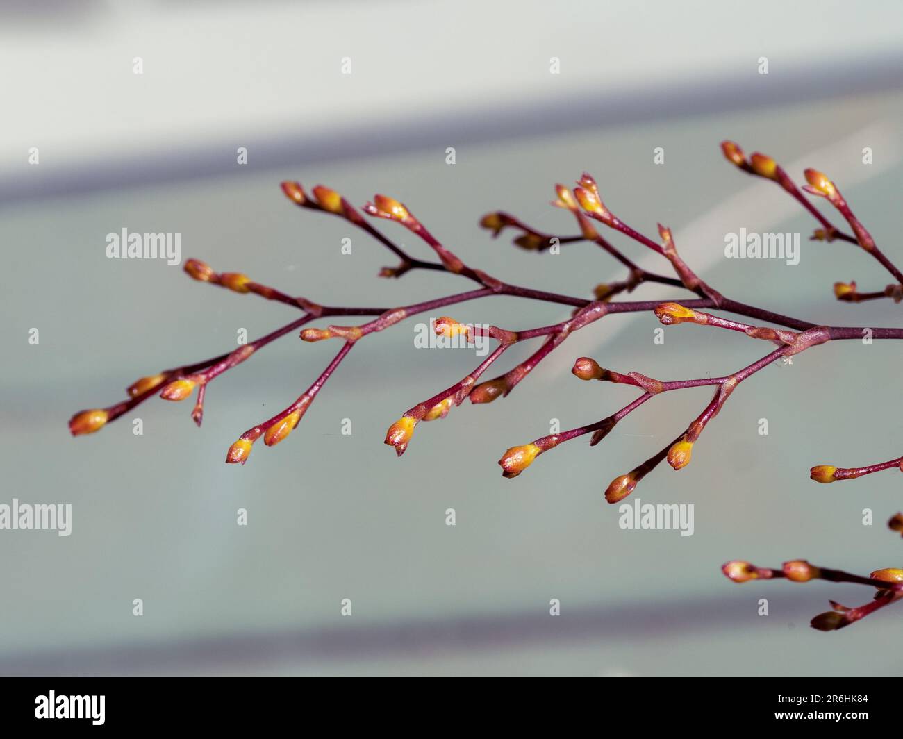 A stem of orchid flower bud, Oncidium, dark purple stems with yellow ...