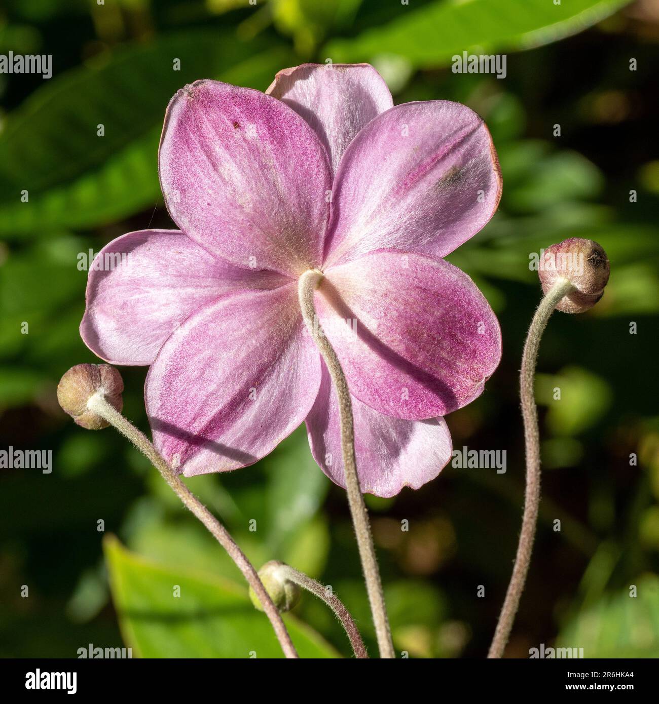 Closeup petal detail of willowy stemmed pink Japanese Windflower and ...