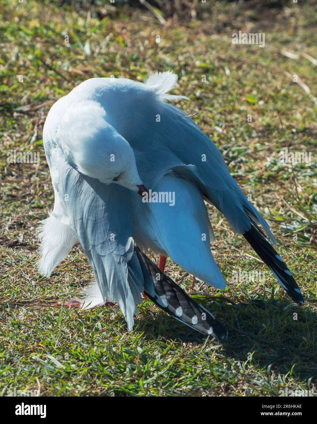 Messy seagulls hi-res stock photography and images - Alamy