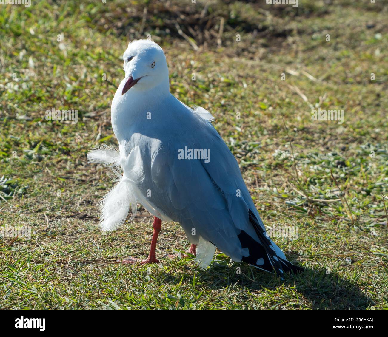 Bird, an Australian Silver Gull Seagull, feathers ruffled on a windy ...