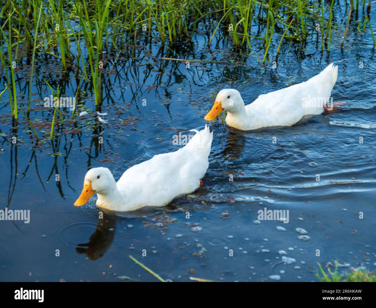 Two white ducks with yellow beaks swimming along in a line on the lake ...