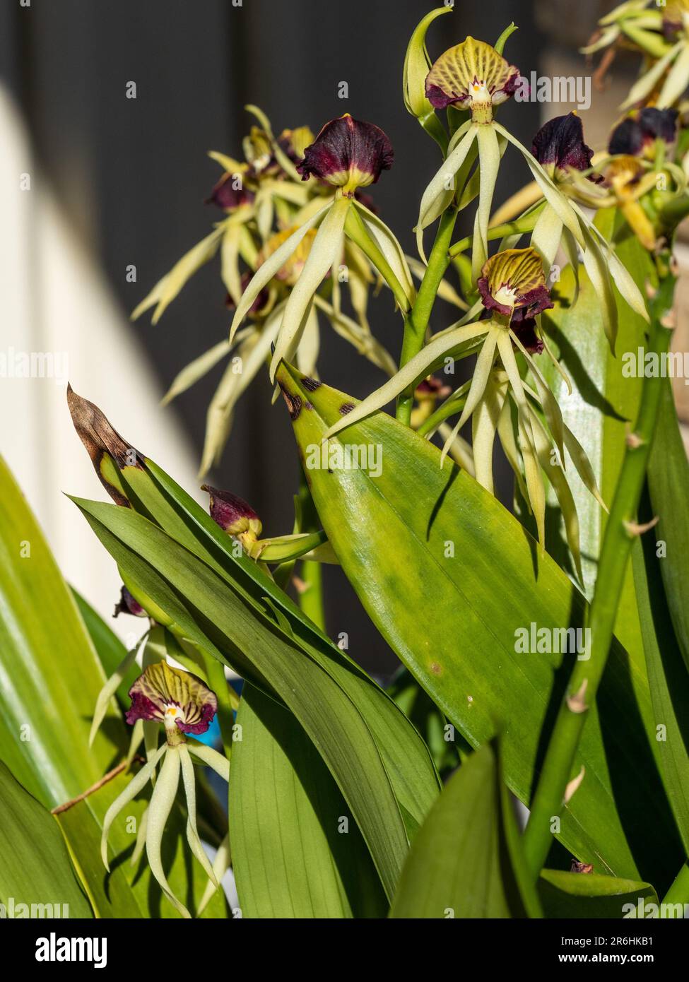 Unusual looking dark red purple Clamshell, Black or Octopus Orchids ...