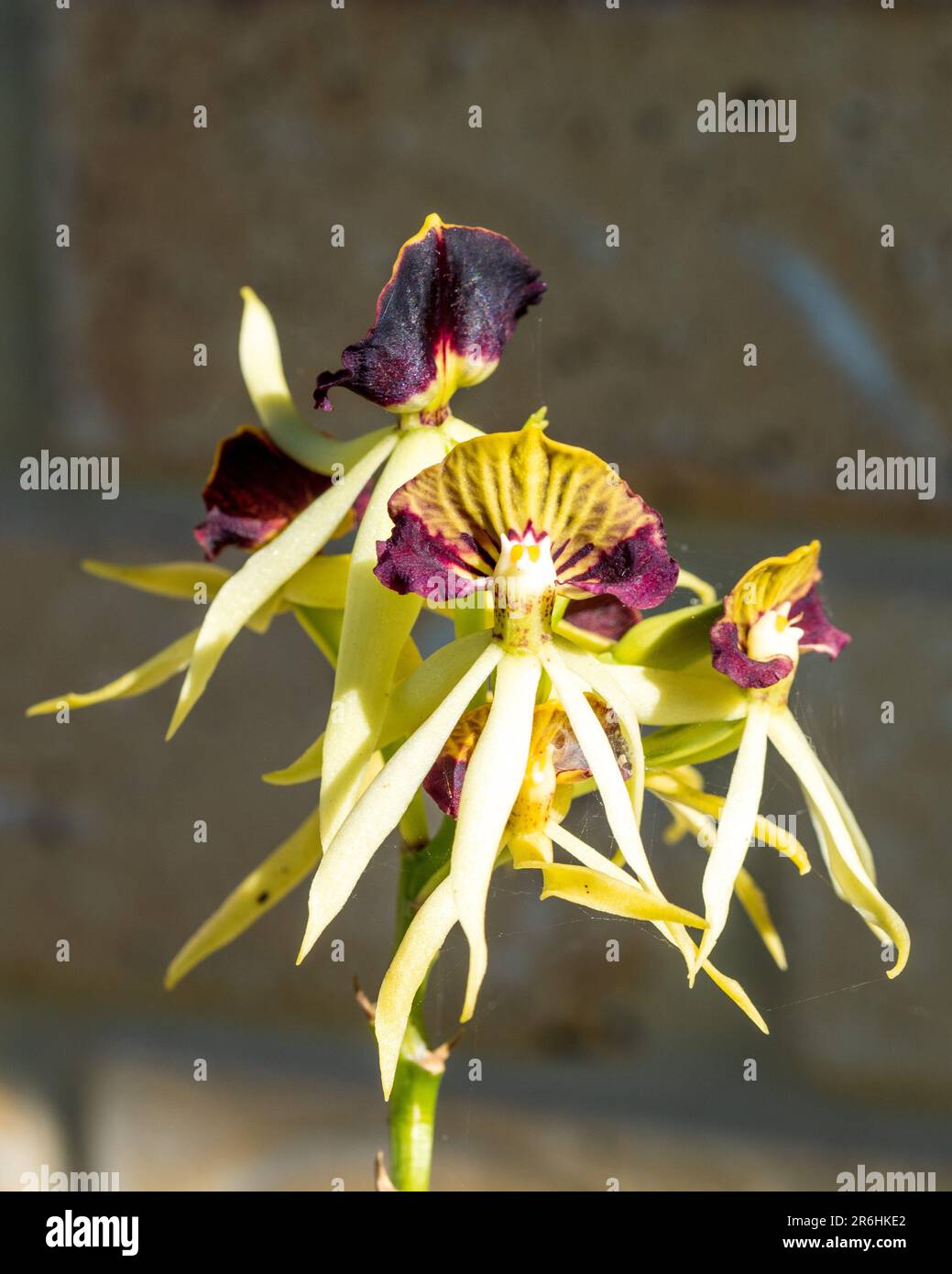 Unusual looking dark red purple Clamshell, Black or Octopus Orchids ...