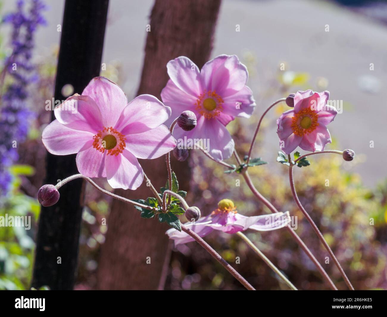 Sun shining through Willowy stemmed pink Japanese Windflowers ...