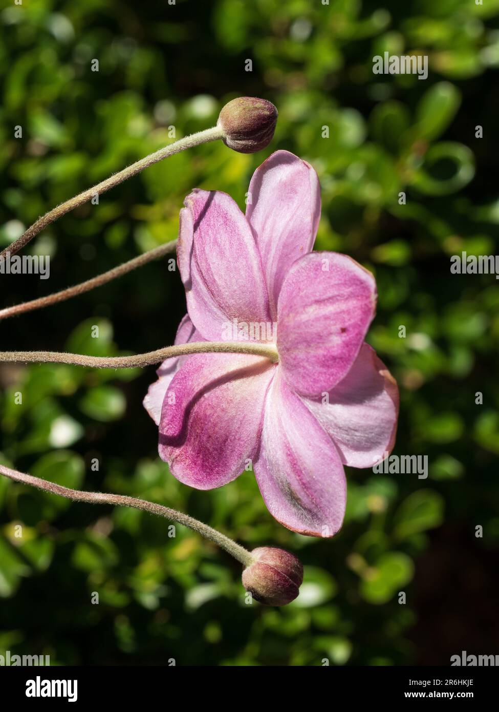 Willowy stemmed pink Japanese Windflower and buds delightful from ...