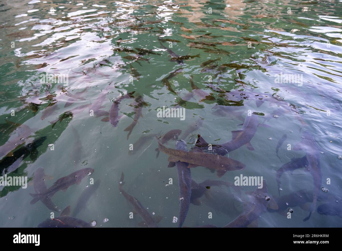 Pool urfa fish hi-res stock photography and images - Alamy