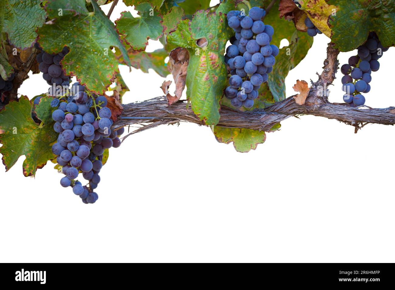 Beautiful Lush Wine Grapes and Leaves in the Vineyard Border Isolated ...