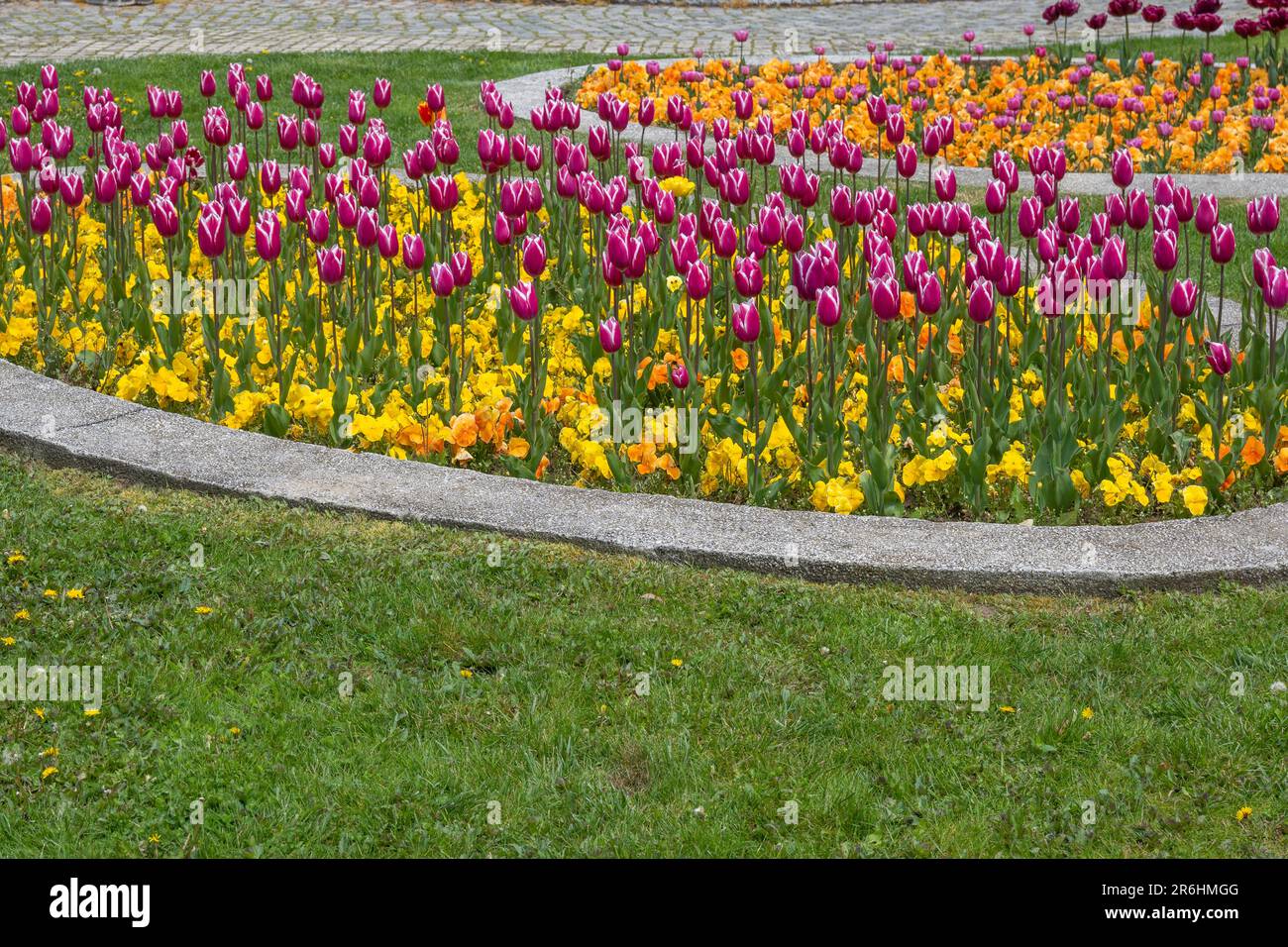 Amazing Spring flowers at South Park in city of Sofia, Bulgaria Stock ...