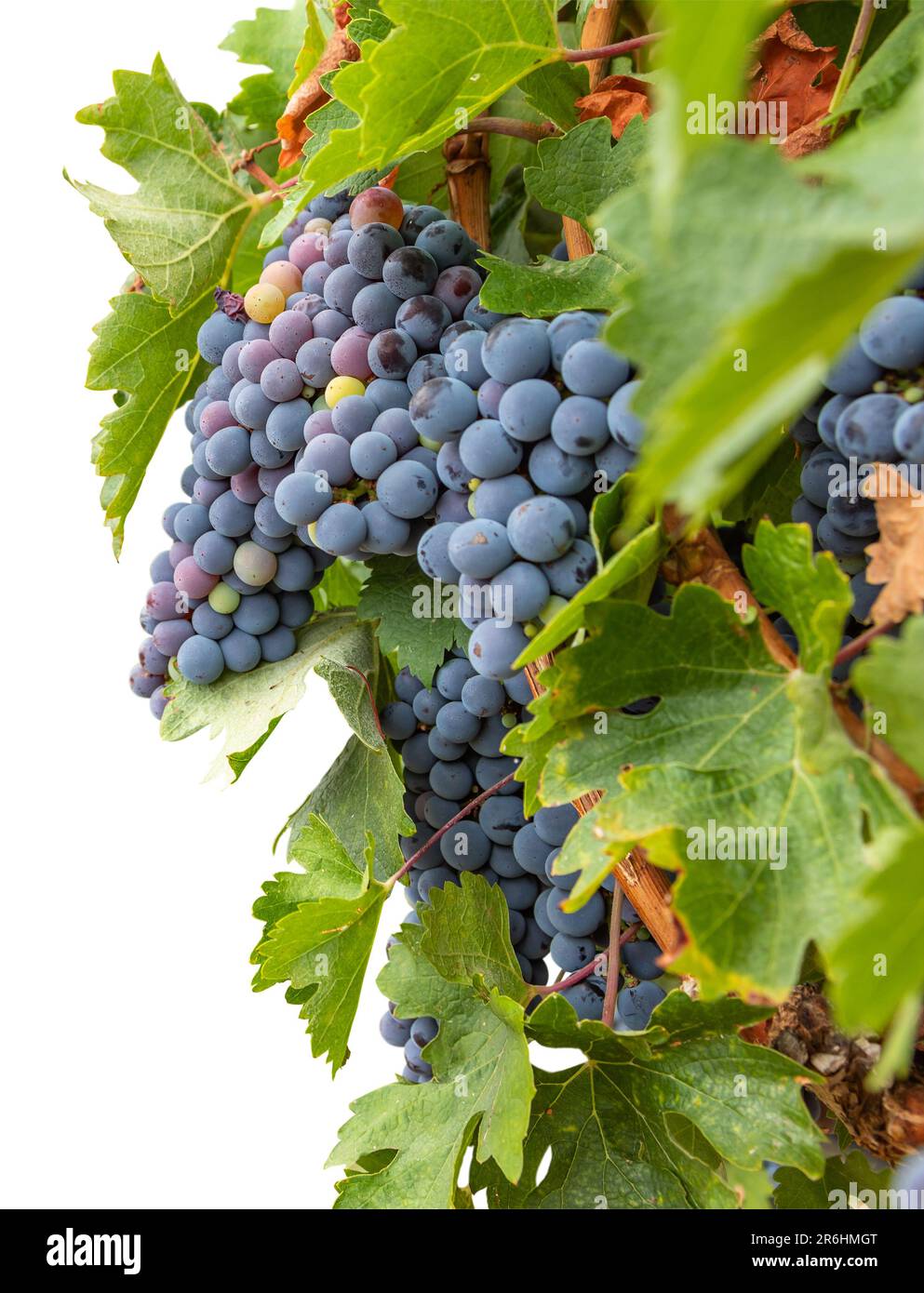 Beautiful Grape Vineyard