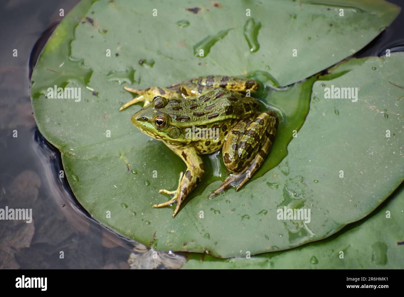 Chihuahua leopard frog Stock Photo - Alamy