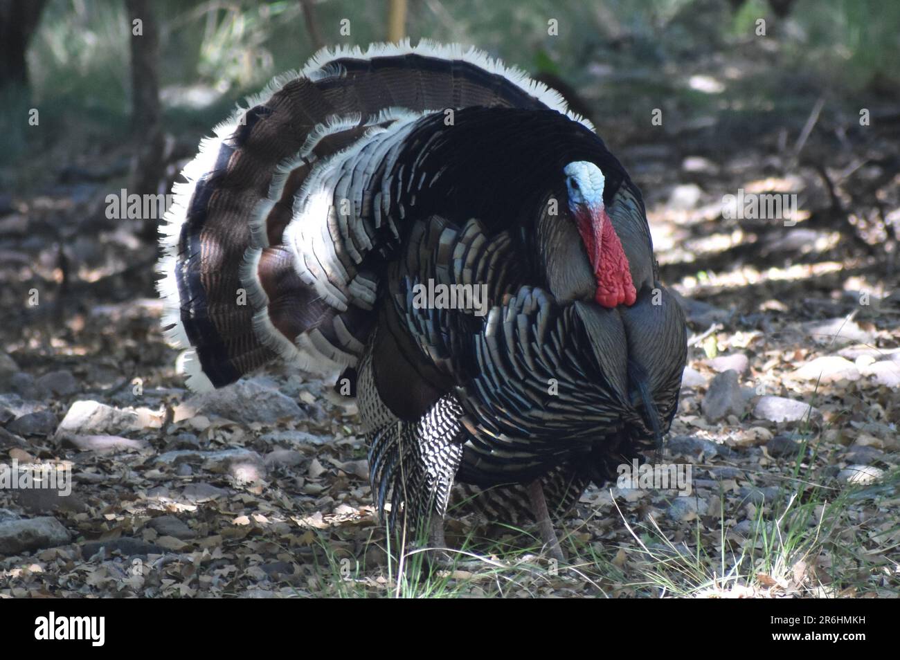 Goulds turkey hi-res stock photography and images - Alamy
