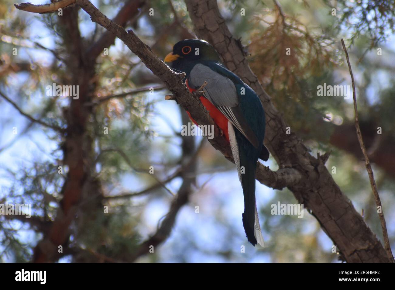 Elegant trogons hi-res stock photography and images - Alamy