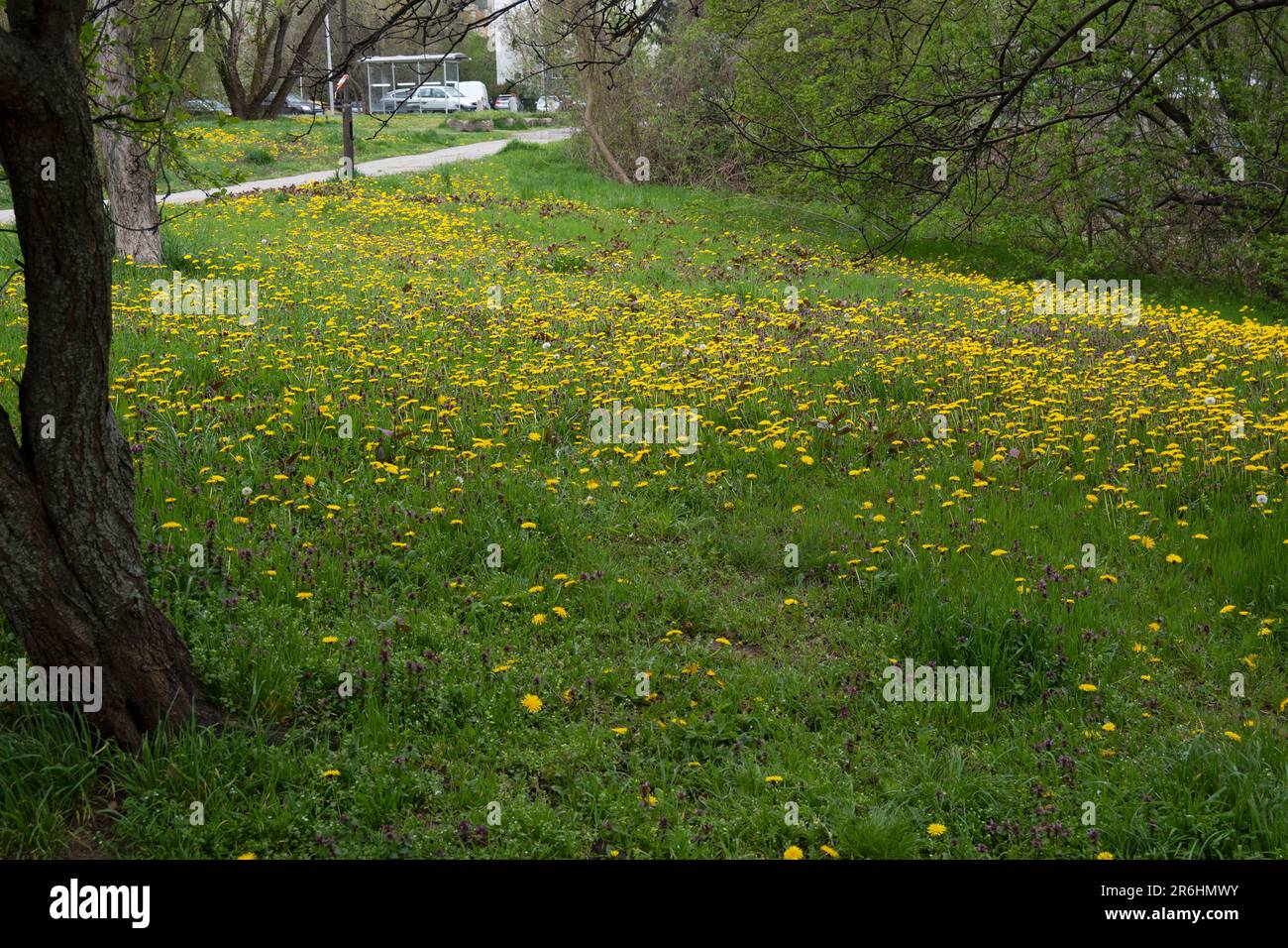 Amazing Spring flowers at South Park in city of Sofia, Bulgaria Stock ...