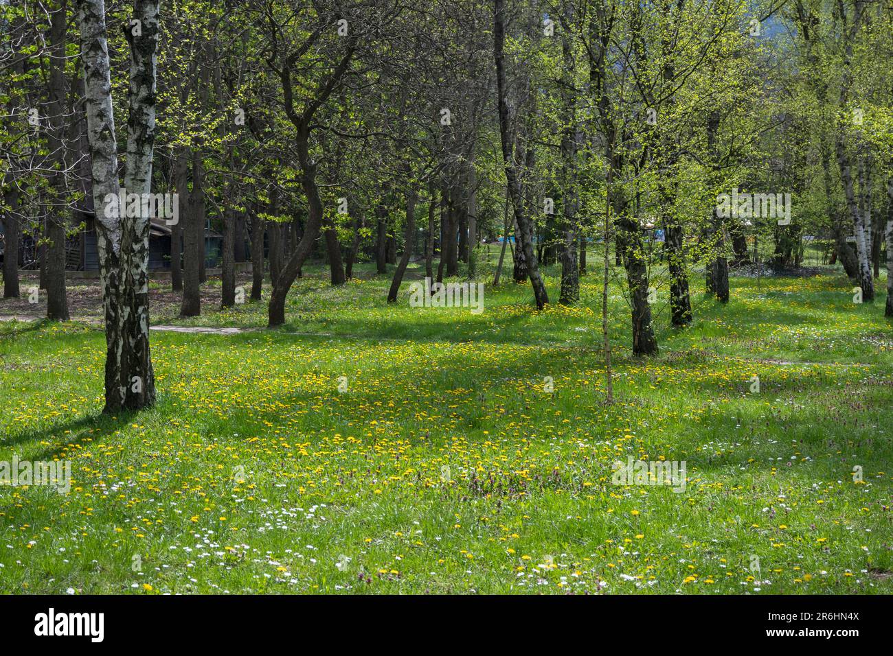 Amazing Spring flowers at South Park in city of Sofia, Bulgaria Stock ...