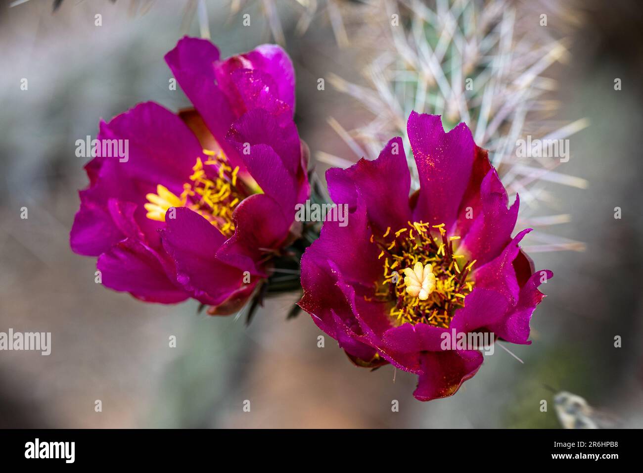 Cactus columns hi-res stock photography and images - Alamy