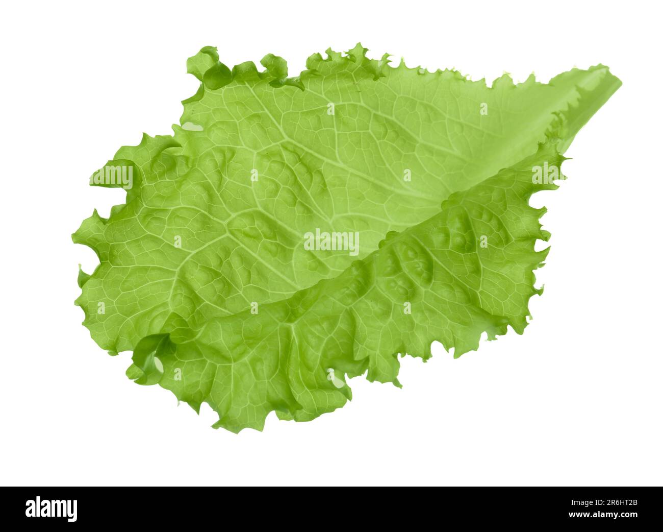 One fresh lettuce leaf isolated on white. Burger ingredient Stock Photo ...
