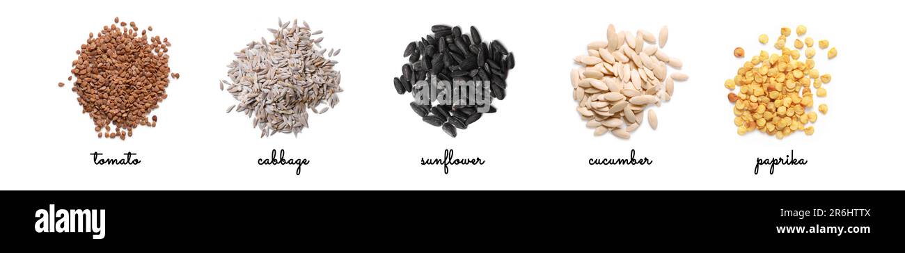 Set of vegetable seeds and its names on white background, top view ...