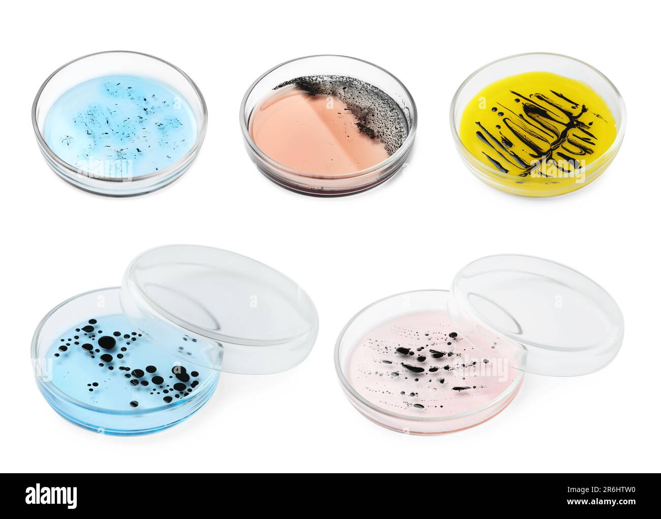 Set of Petri dishes with different culture samples on white background ...