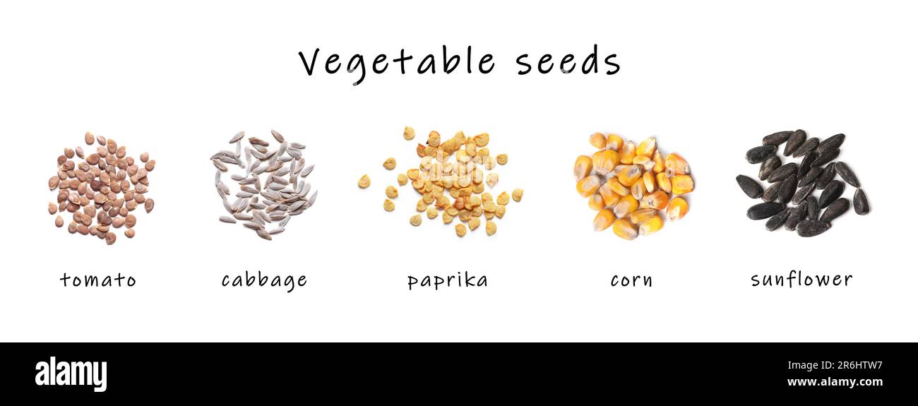 Set of vegetable seeds and its names on white background, top view ...