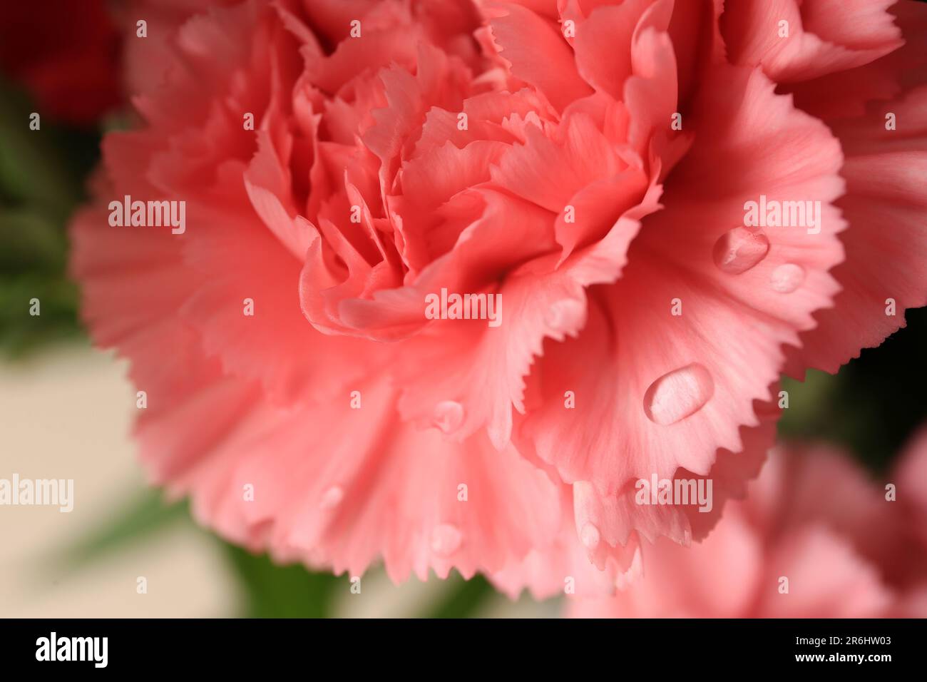 Wet carnation flower carnation flower hi-res stock photography and ...