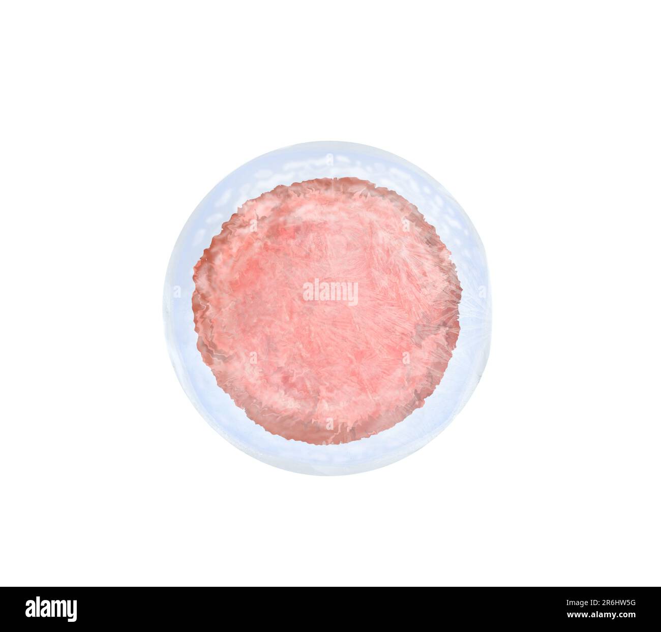 Ovum (egg cell) on white background, illustration Stock Photo - Alamy