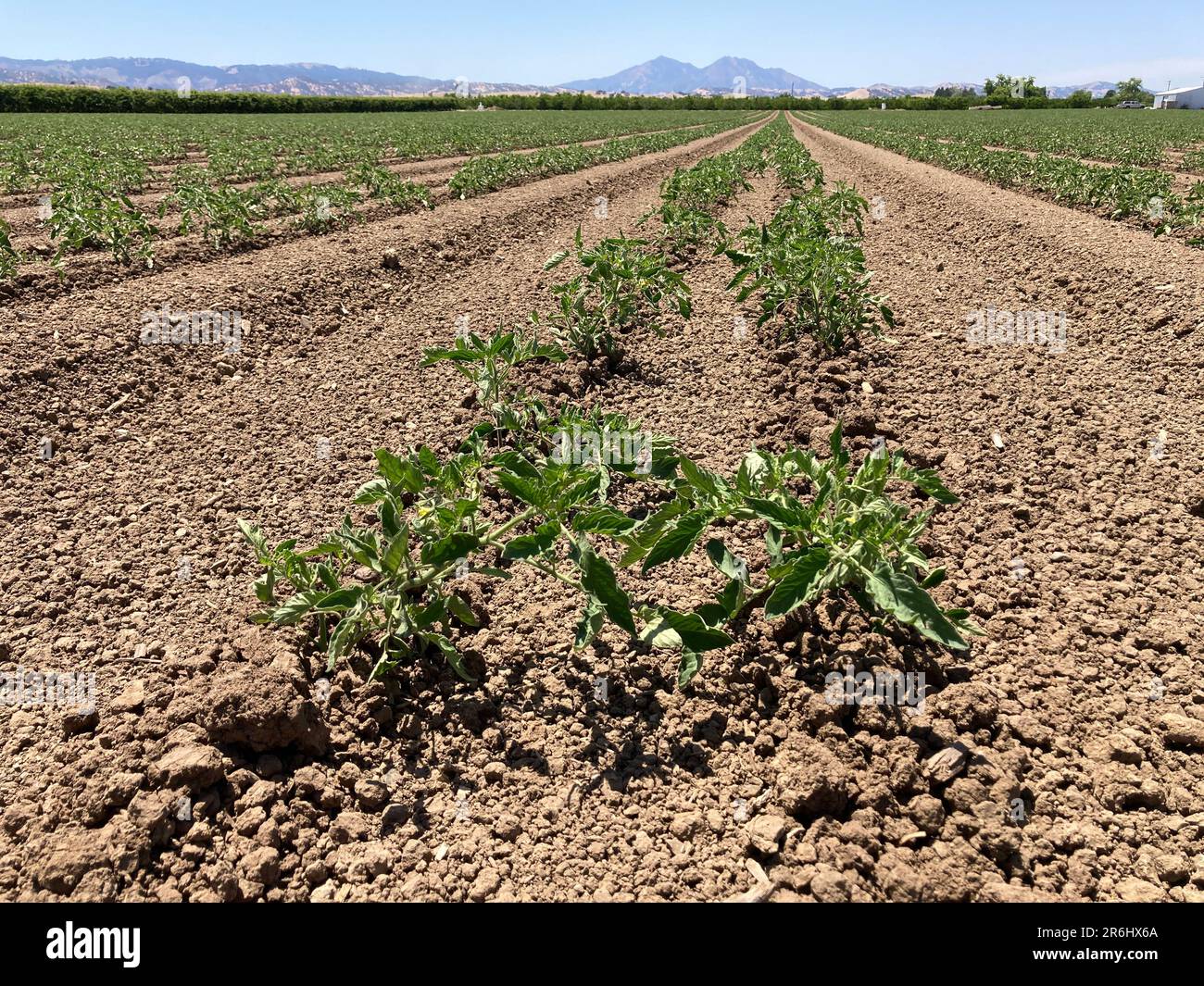 Small tomato plants planted in a row in a giant outdoor agriculture ...