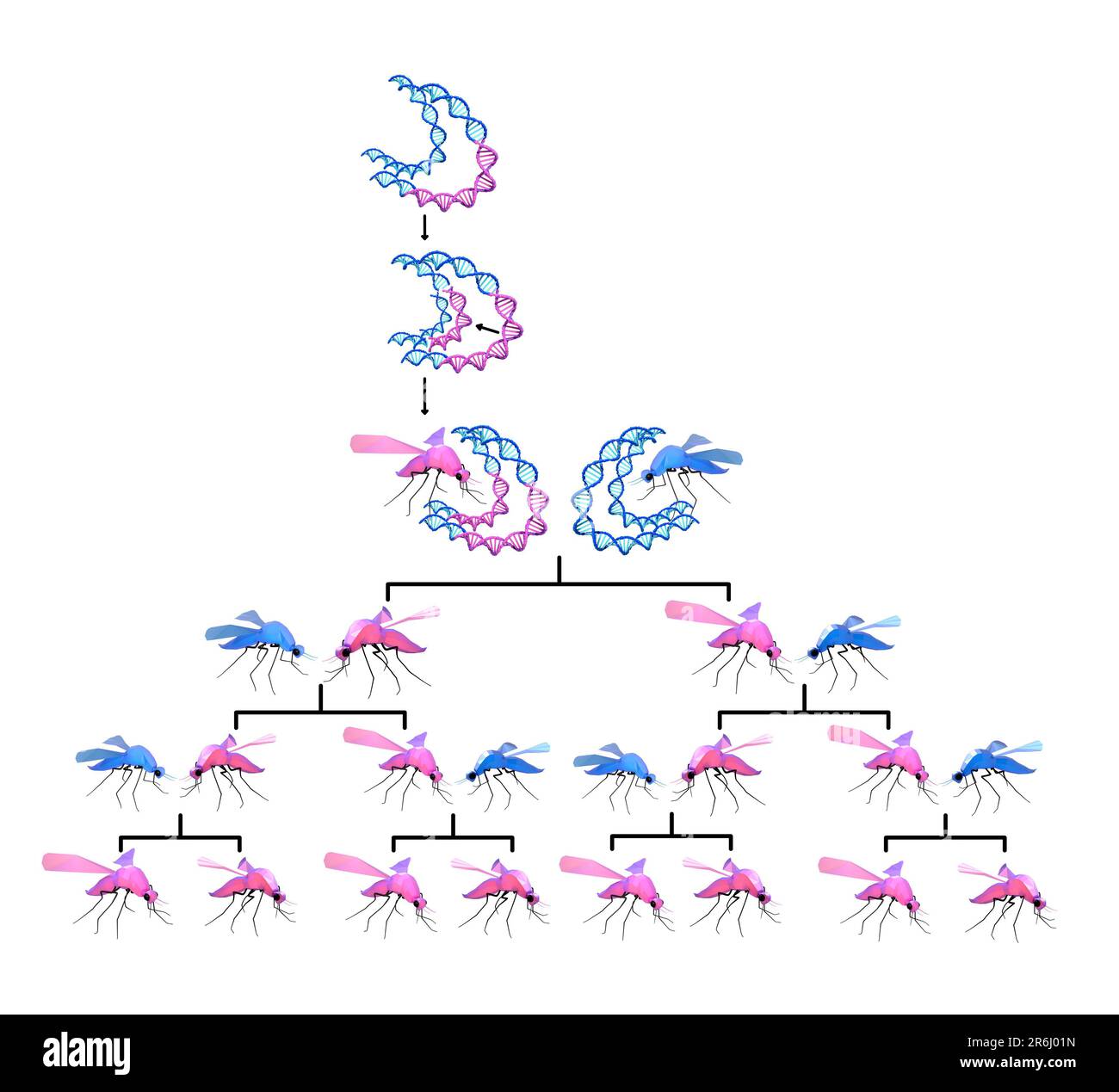 Family tree genealogy Cut Out Stock Images & Pictures - Alamy