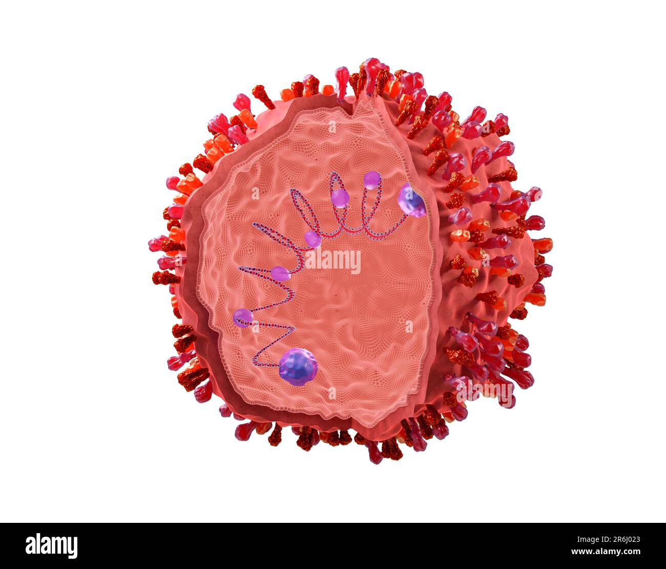 Spherical respiratory syncytial virus (RSV) particles, 3d illustration ...