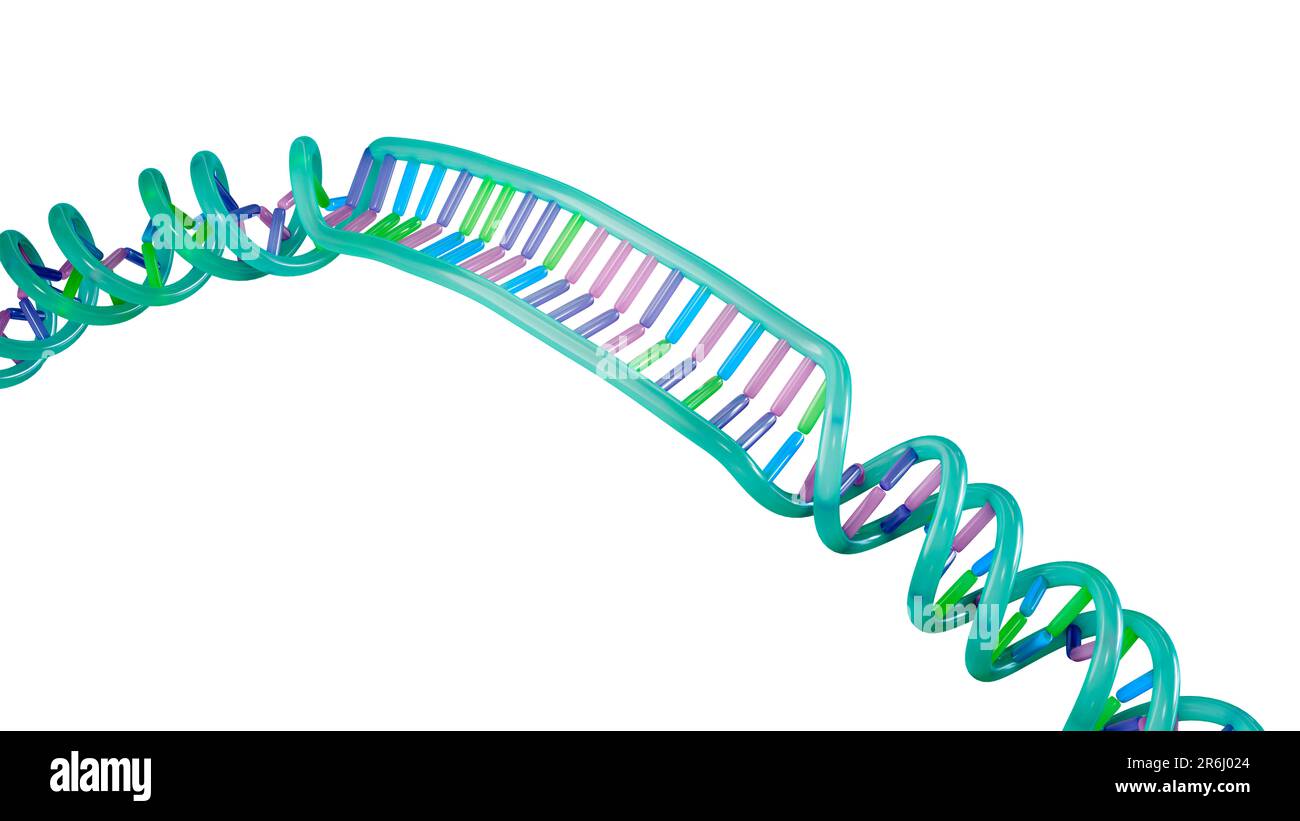 Dna molecule double polynucleotide hi-res stock photography and images ...