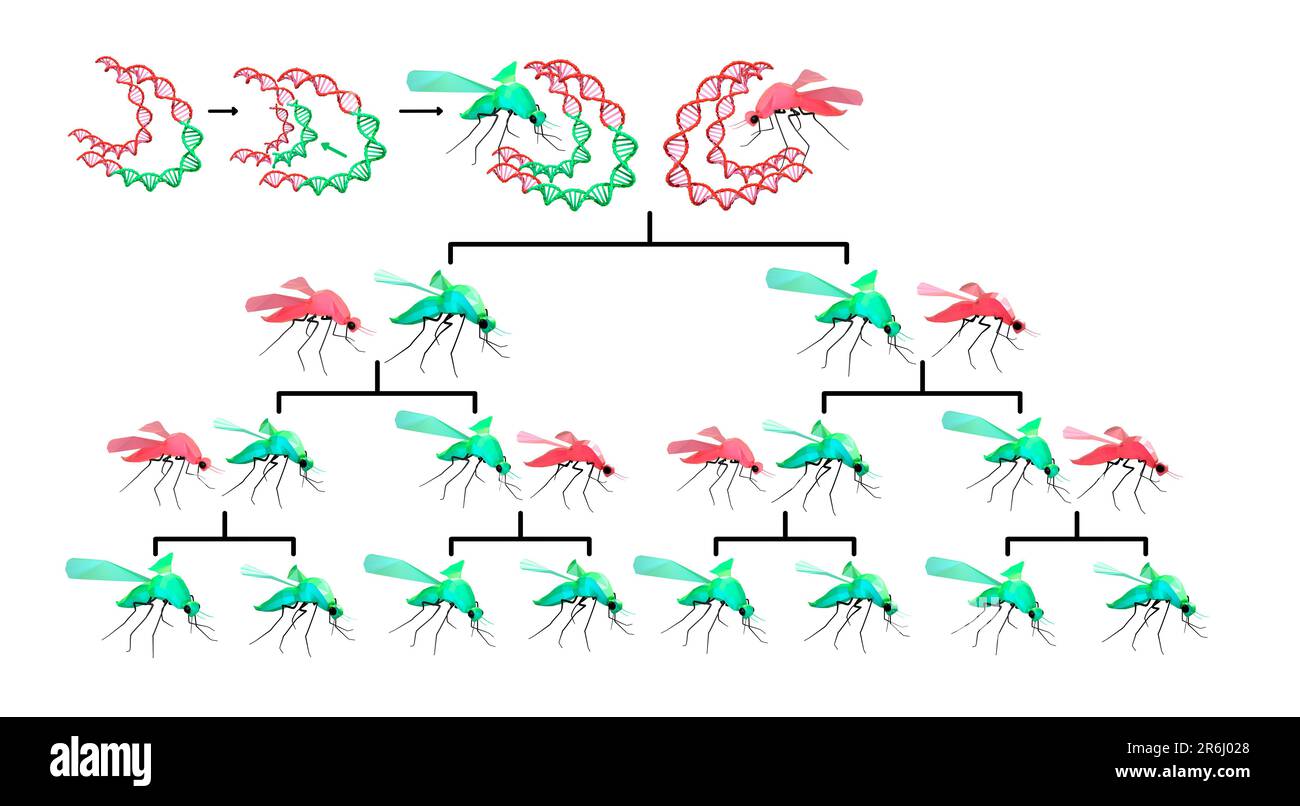 Genetically modified mosquito, illustration. Genealogical tree showing ...