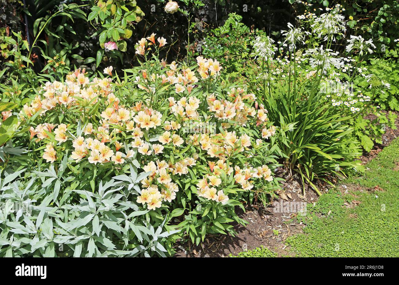 A bush of peruvian lily Stock Photo - Alamy