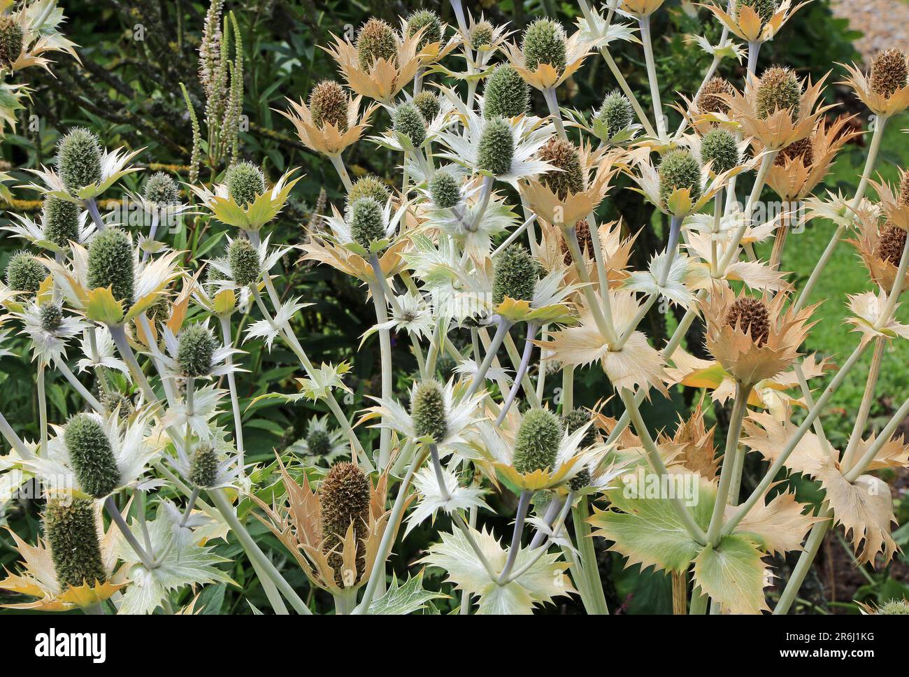 Silver alpine sea holly plant Stock Photo - Alamy