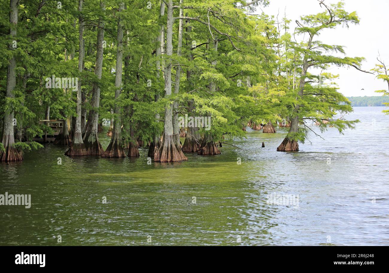 Lake and cypress tree hi-res stock photography and images - Alamy