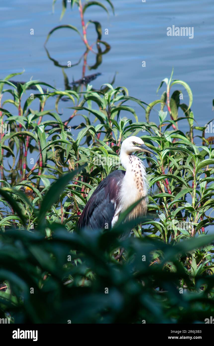 White-necked Heron, Ardea pacifica, Pacific heron, Hasties Swamp ...