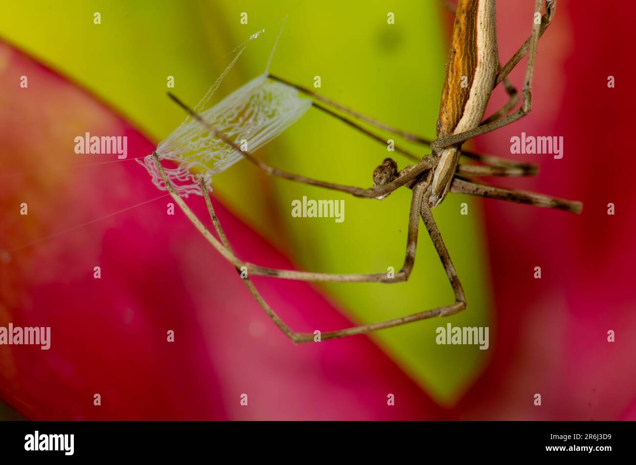 Rufous net casting Spider, Ogre-faced Spider with net Stock Photo - Alamy