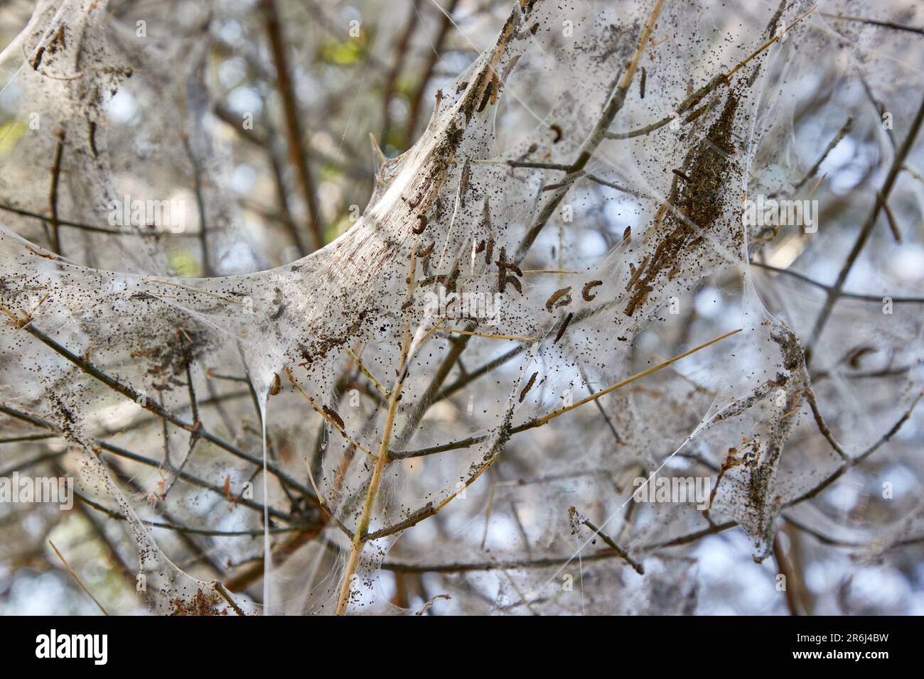 Hamburg, Germany. 07th June, 2023. Giant webs of spider moths can be ...