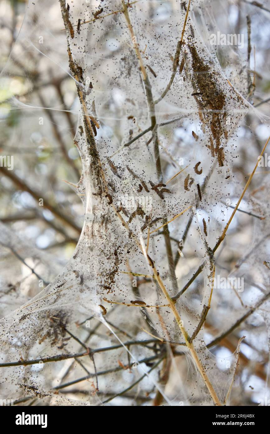 Hamburg, Germany. 07th June, 2023. Giant webs of spider moths can be ...